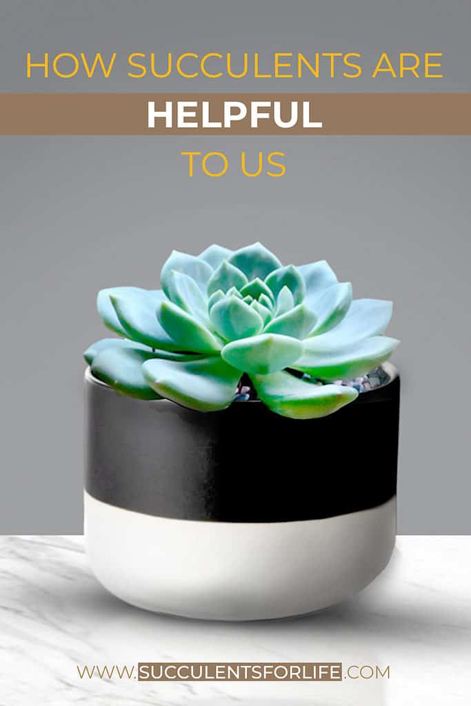 What’s The Point Of A Succulent: 12 Reasons Why You NEED One ...
