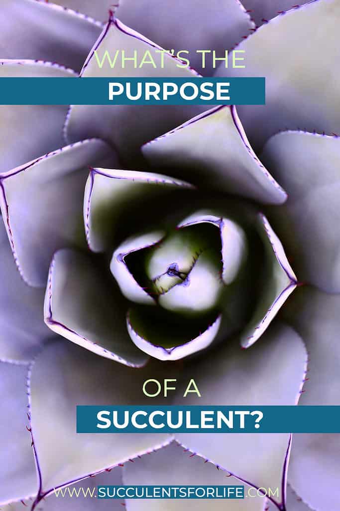 What’s The Point Of A Succulent: 12 Reasons Why You NEED One ...