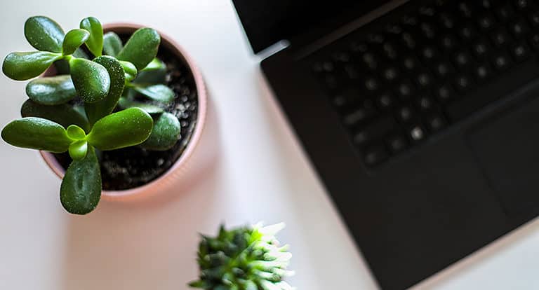 What’s The Point Of A Succulent: 12 Reasons Why You NEED One ...