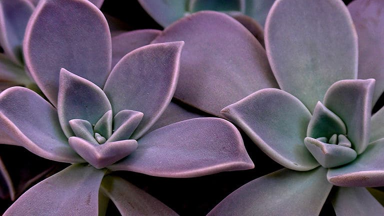 What’s The Point Of A Succulent: 12 Reasons Why You NEED One ...