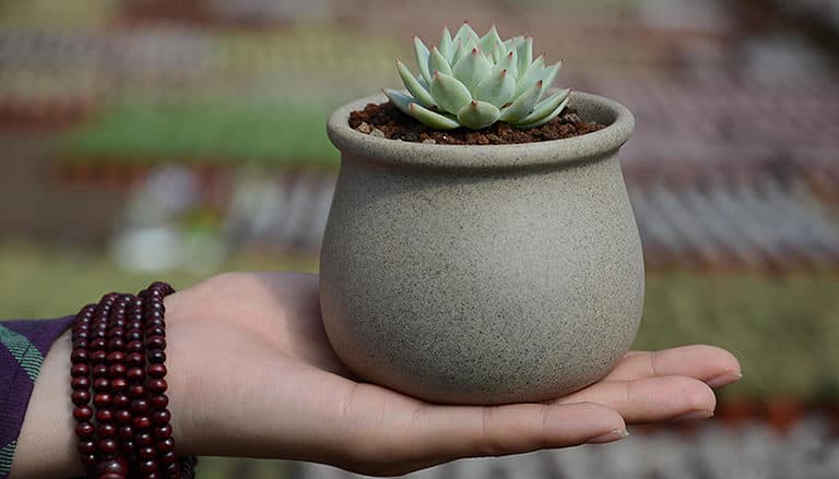 What’s The Point Of A Succulent: 12 Reasons Why You NEED One ...