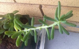 Reshaping A Succulent: Tips To Fix A Stretched & Leggy Plant ...