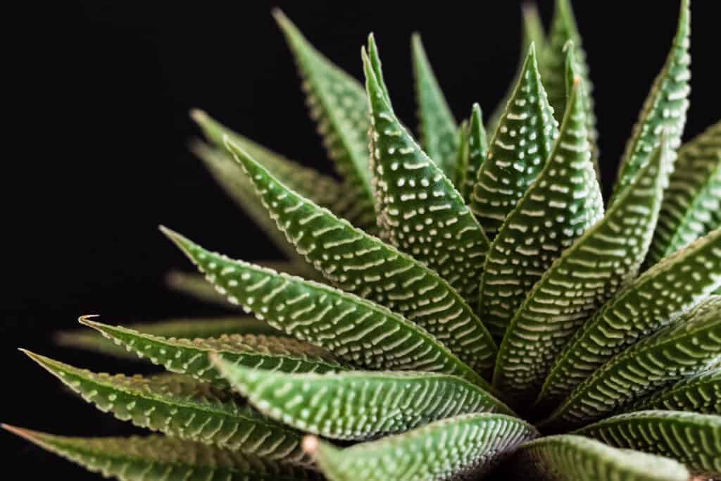 What Is A Succulent? Where Do They Come From & How To Spot One ...