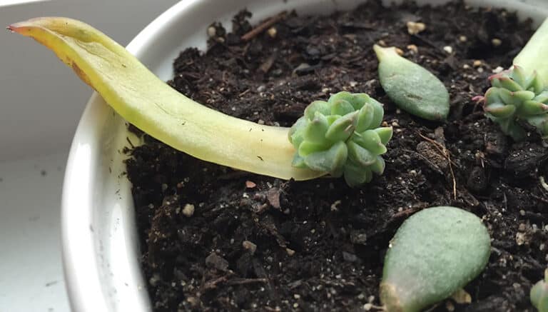 Succulent Propagation: A Beginner’s Guide To Creating New Plants ...
