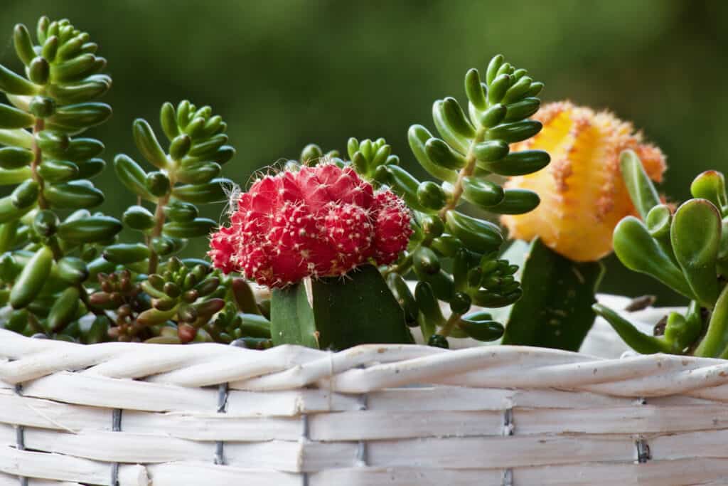 Cacti & Succulents: The Differences And How To Tell Them Apart ...