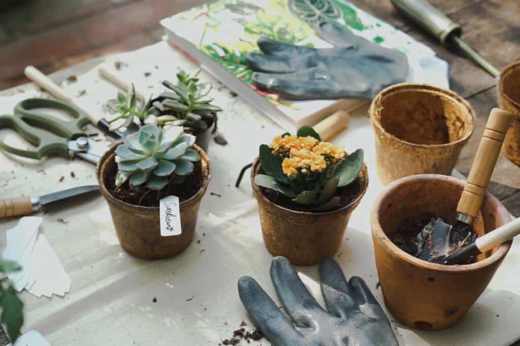 Succulent Gardening Tools: What You Need & How To Use Them – Succulents ...