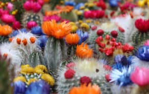 Cacti & Succulents: The Differences And How To Tell Them Apart ...