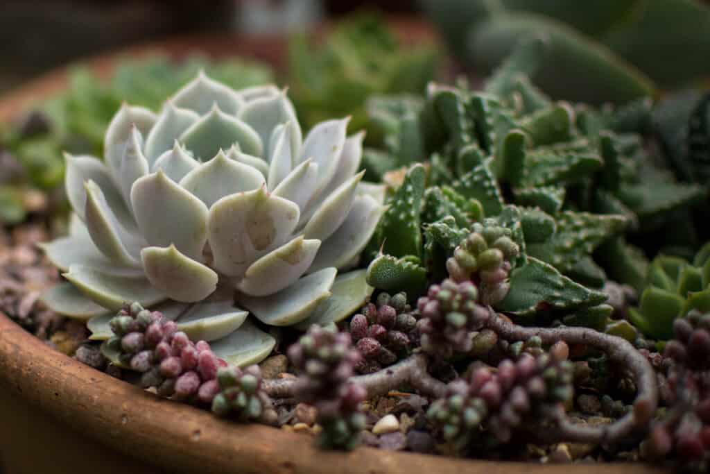 What Succulent Do I Have? How To Correctly Identify Your Plant ...