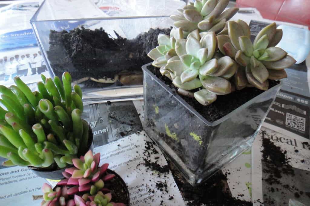 Everything You Need To Know To Repot A Succulent – Succulents For Life