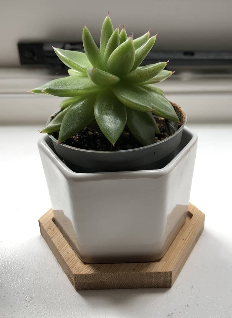 New To Succulents? Everything You Need To Know To Care For Them ...