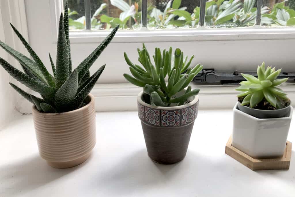 New To Succulents? Everything You Need To Know To Care For Them ...